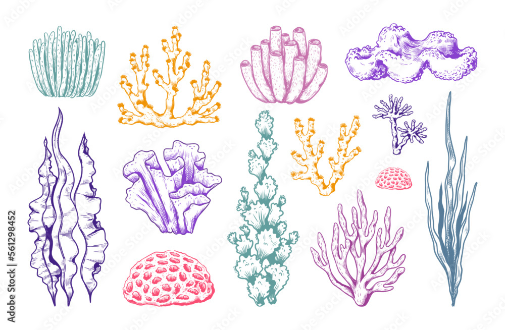 Coral Sea Plants Underwater Plant