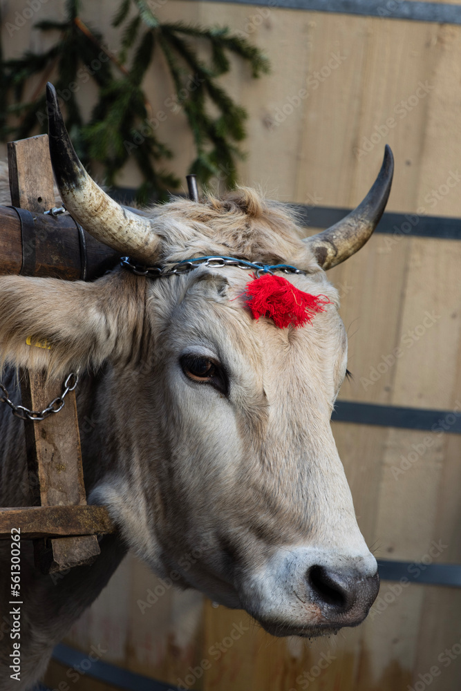 An ox's head at the yoke symbolizes strength and resilience, a ...