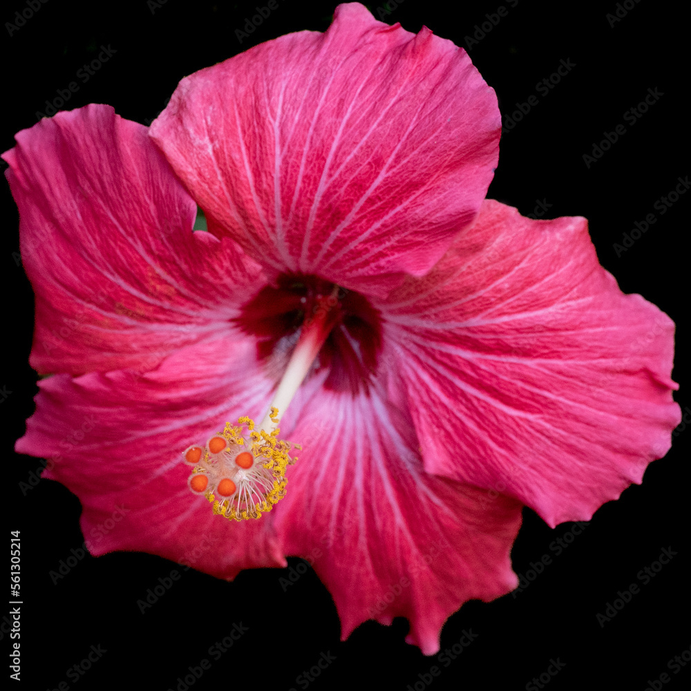 Hibiscus flower, red, viewed from the front, highlighting the stamen ...