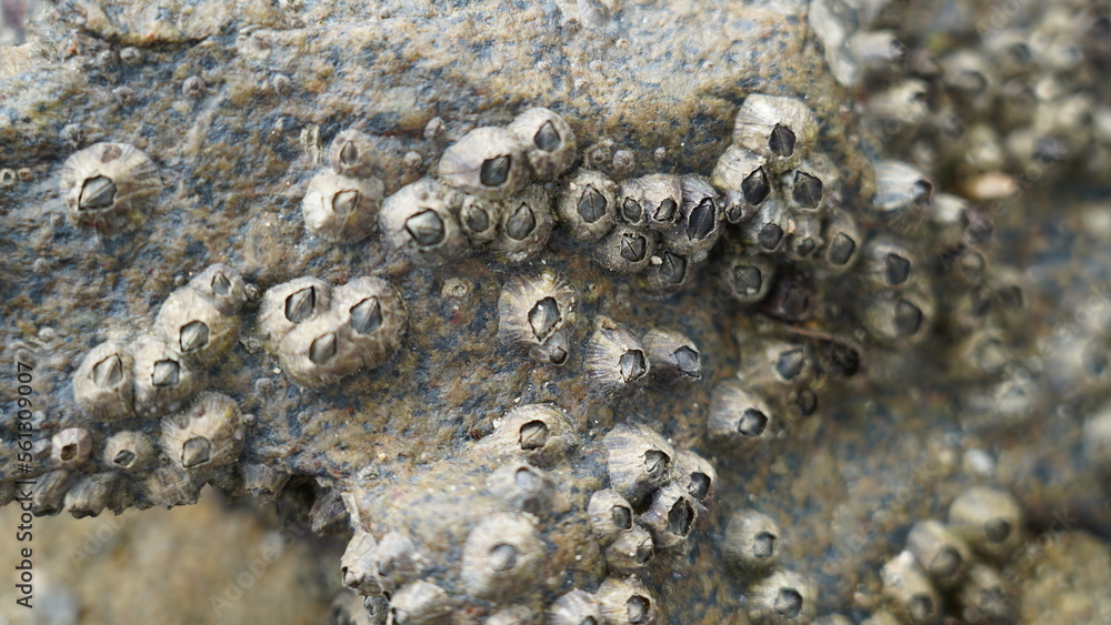 Burmeister|Cirripedia|Balanus|藤壺|马牙 Stock Photo | Adobe Stock