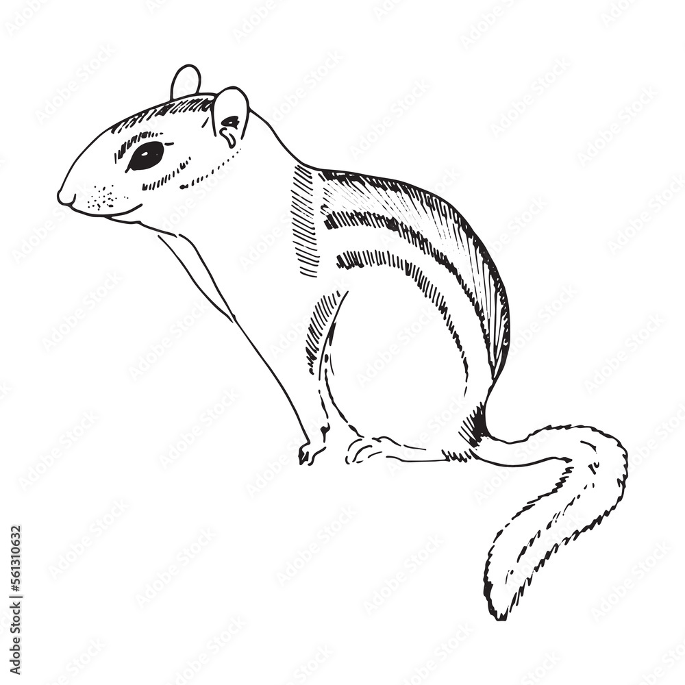 Hand drawn chipmunk. Black and white vector illustration in sketch ...