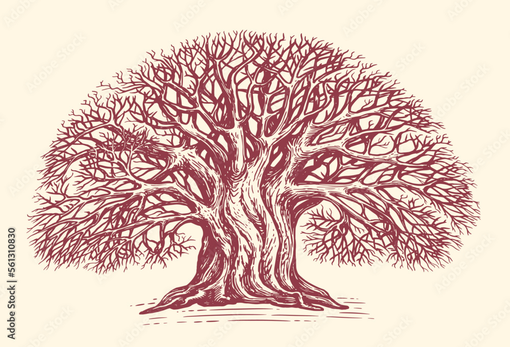 Deciduous branched tree without leaves, hand drawn in vintage engraving ...