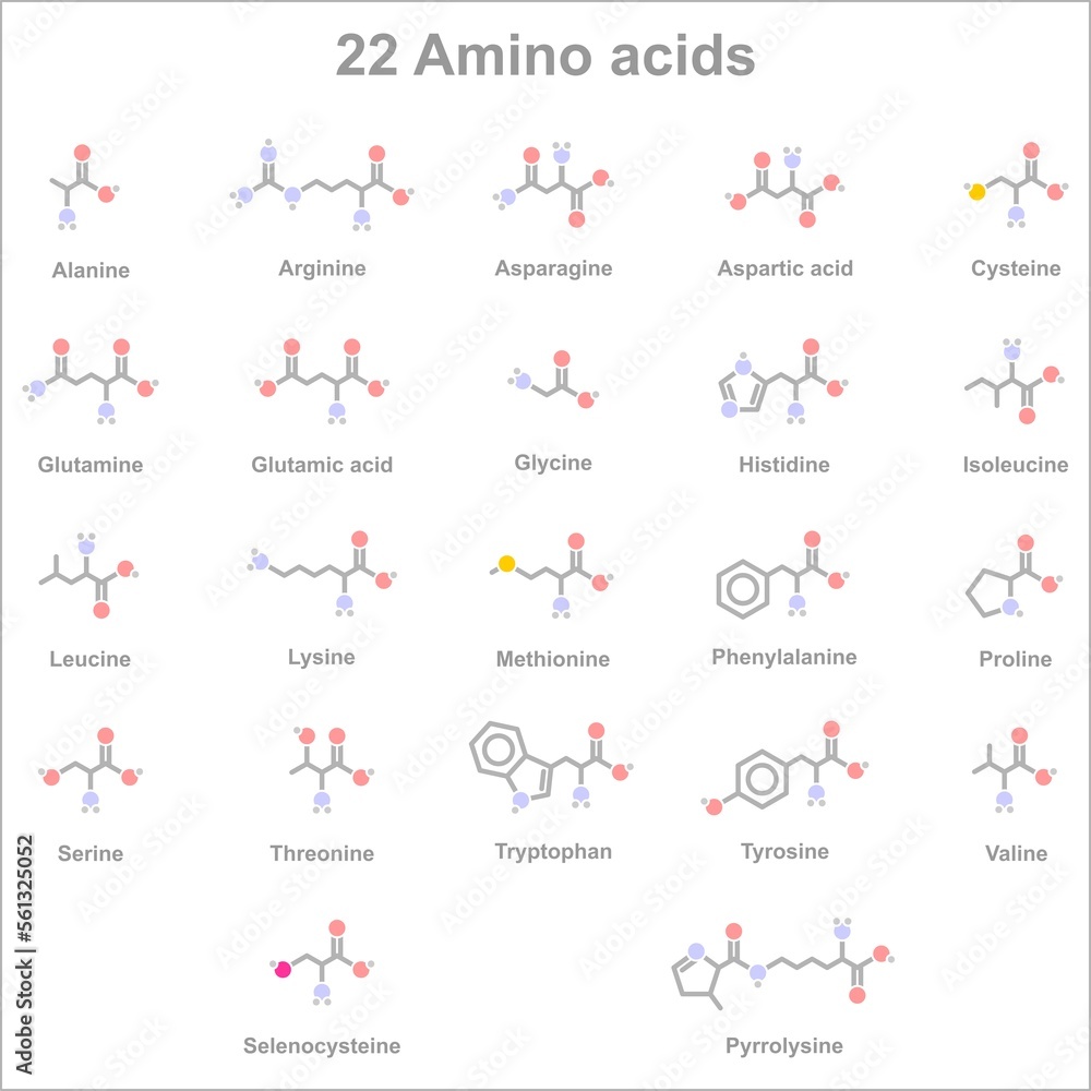 Board with simplified formulas of the 20 standard amino acids plus two ...