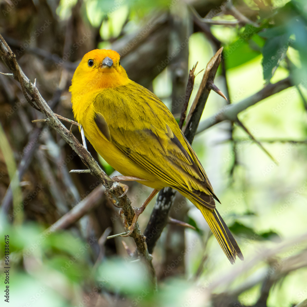 Atlantic Canary, a small Brazilian wild bird.The yellow canary ...