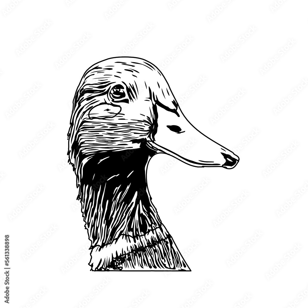 Sketch a black and white picture of a duck with a transparent ...