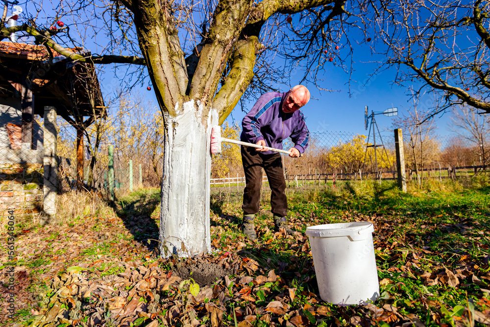 Gardener is liming of trunks, fruit trees in the orchard, disinfecting ...