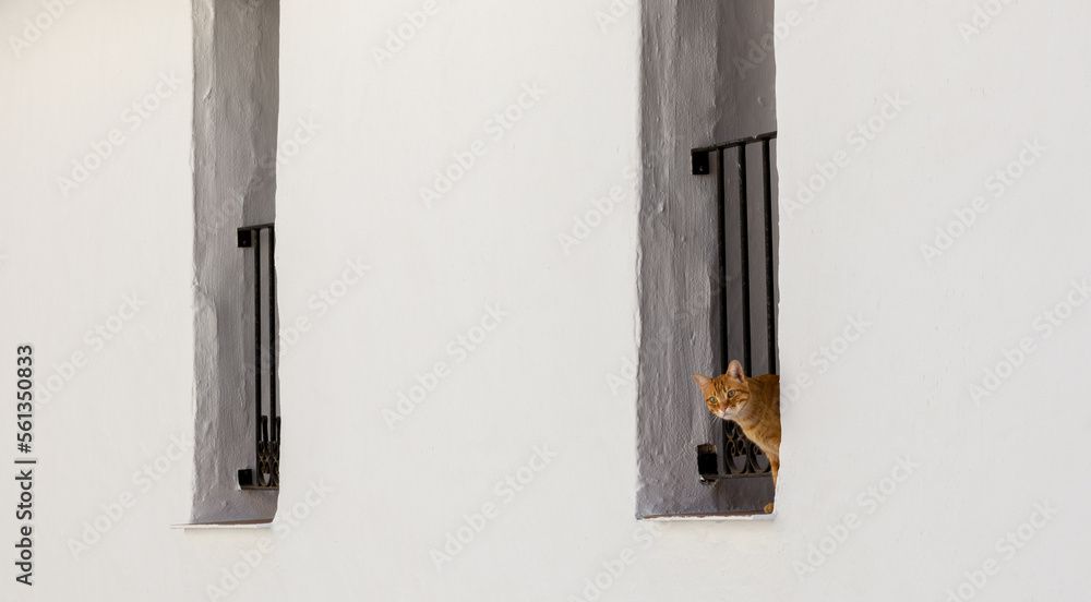 Cat leaning out of the bars of a vertical window on a white wall Stock ...