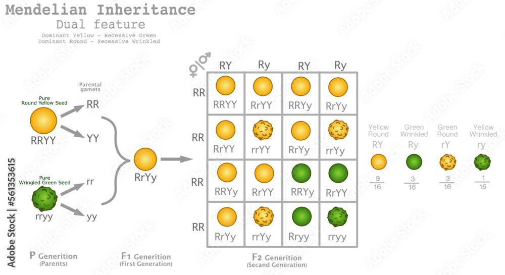 Vetor de Mendelian inheritance, heredity. Mendel principles. Generation ...