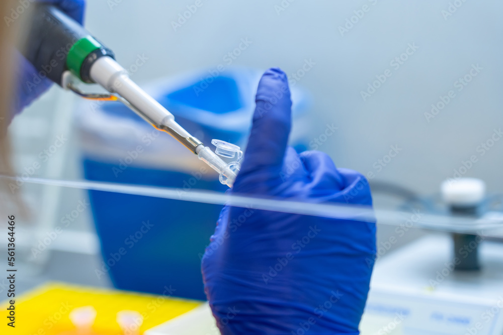 Scientist pipetting sample into vial for DNA testing. scientist loads ...