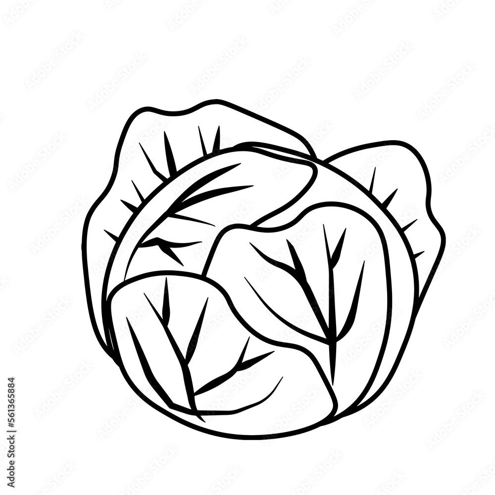 Cabbage simple lines icon. PNG illustration isolated on transparent ...