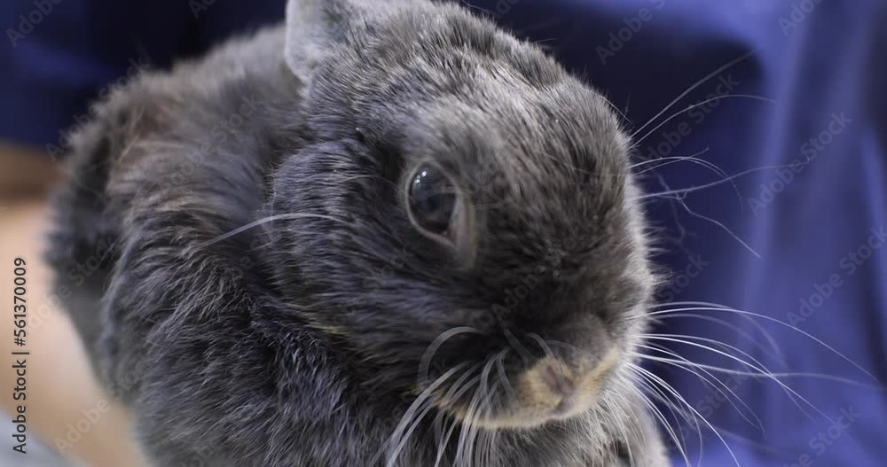 Little frightened rabbit at the veterinarian's appointment in the ...