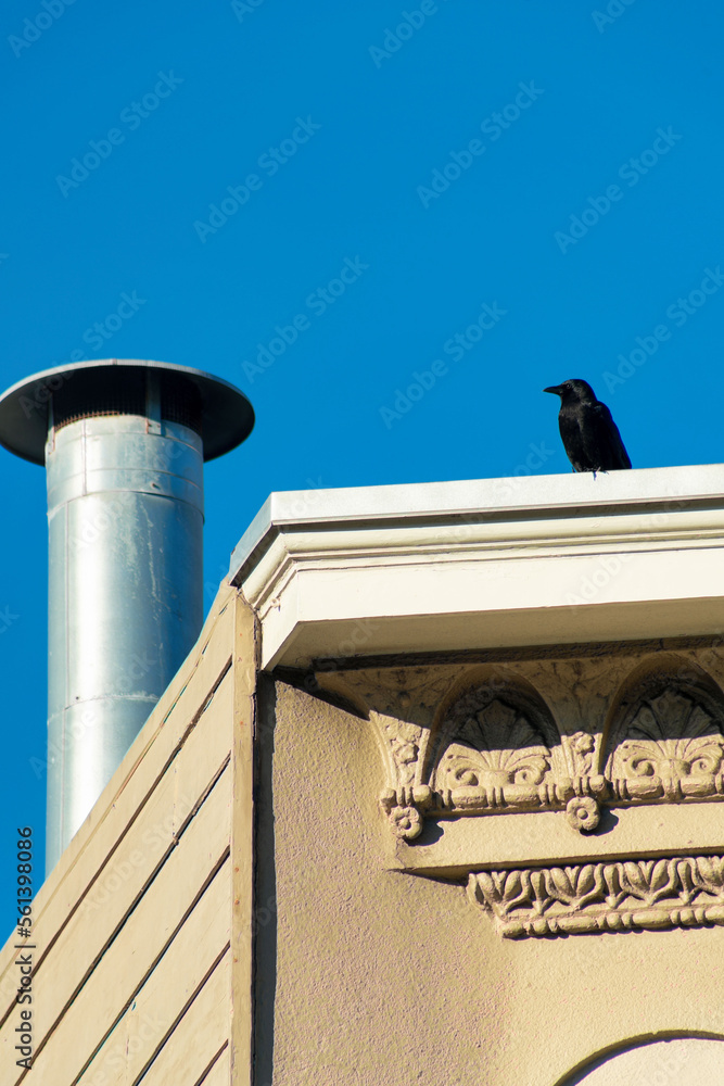 Crow nesting on flat roof building with beige stucco and cream wooden ...