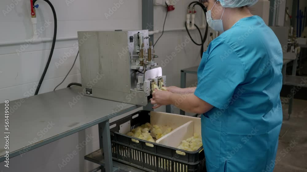 Debeaking machine cutting the beaks of the little birds livestock at ...