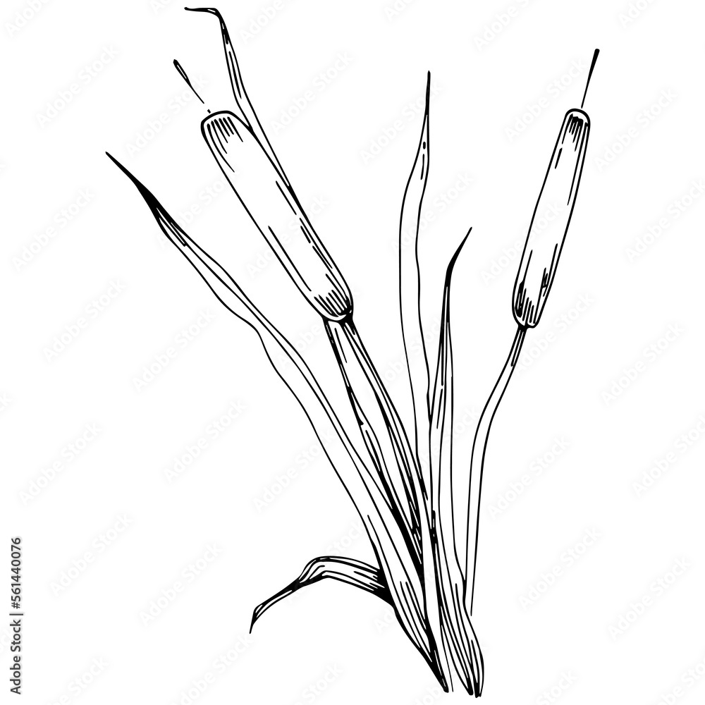 Sketch reeds leaves isolated, suitable for nature concept, summer and ...