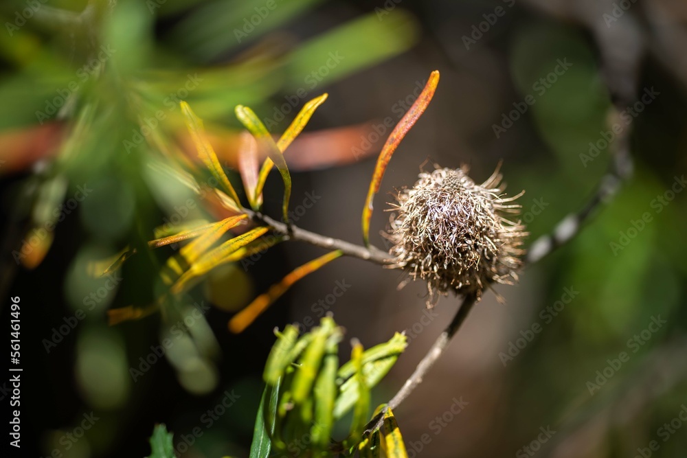 Trees and shrubs in the Australian bush forest. Gumtrees and native ...