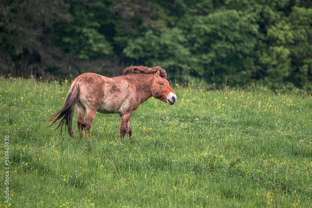 Orseg open air and buffalo reserve in a big national park This is the ...