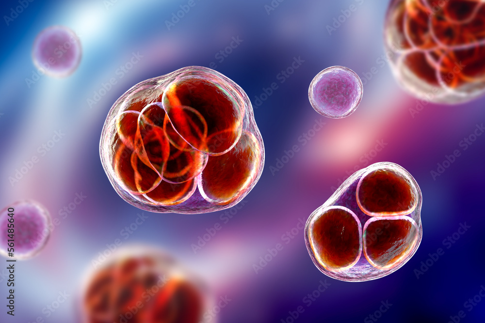 Prototheca wickerhamii algae, 3D illustration. Causes infection in ...