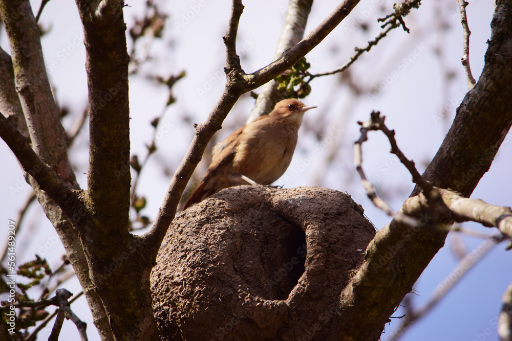 árbol, animal, naturaleza, fauna, mamífero, sucursal, cuca ...