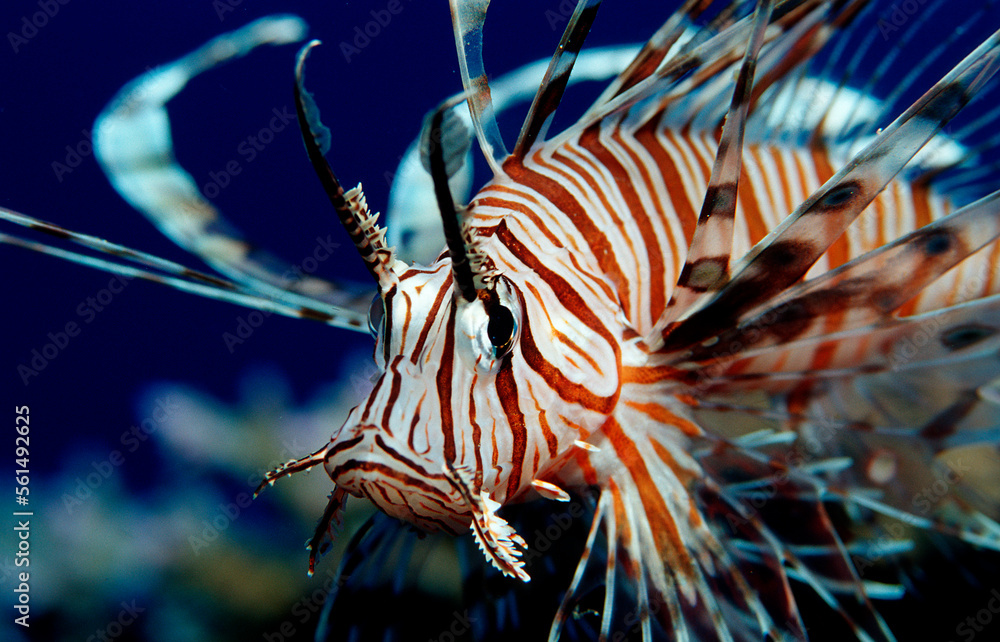 lionfish, turkeyfish, Pterois volitans, Indonesia, Indian Ocean, Komodo ...
