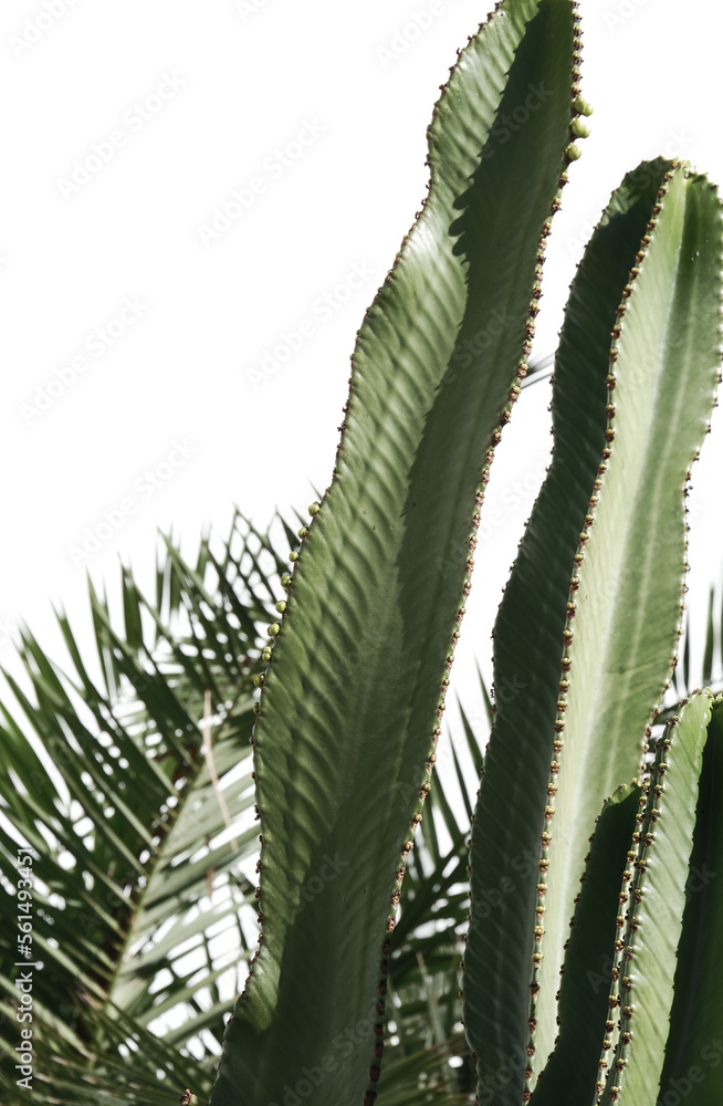 cactus shadows aesthetic background Stock Photo | Adobe Stock