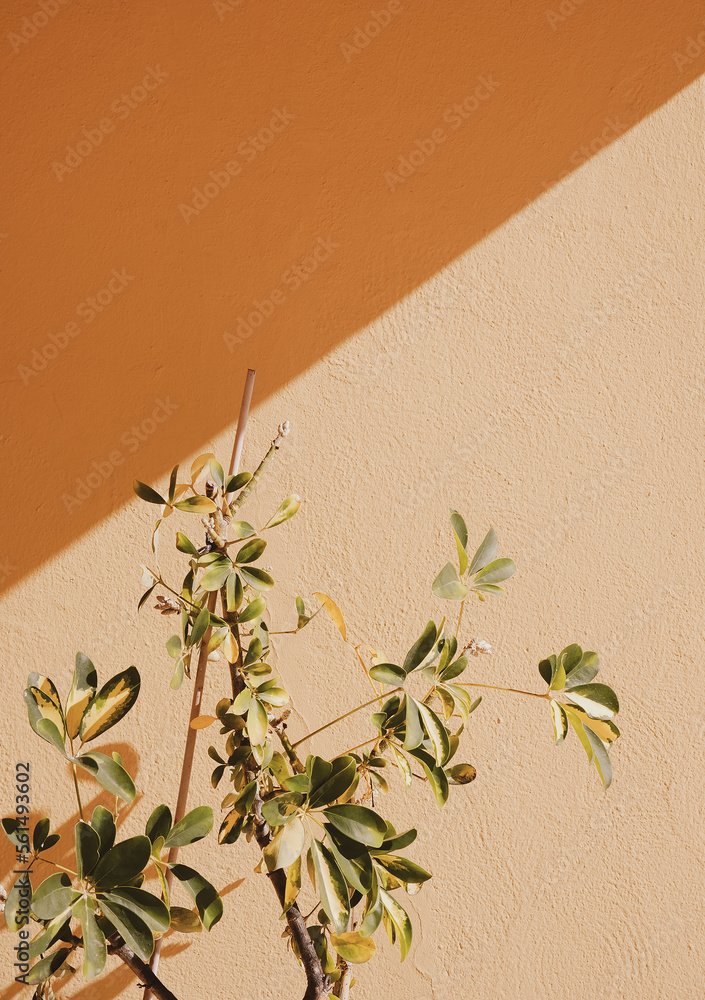 tropical green shadows aesthetic background Stock Photo | Adobe Stock