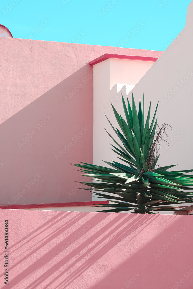 cactus summer shadows aesthetic background Stock Photo | Adobe Stock