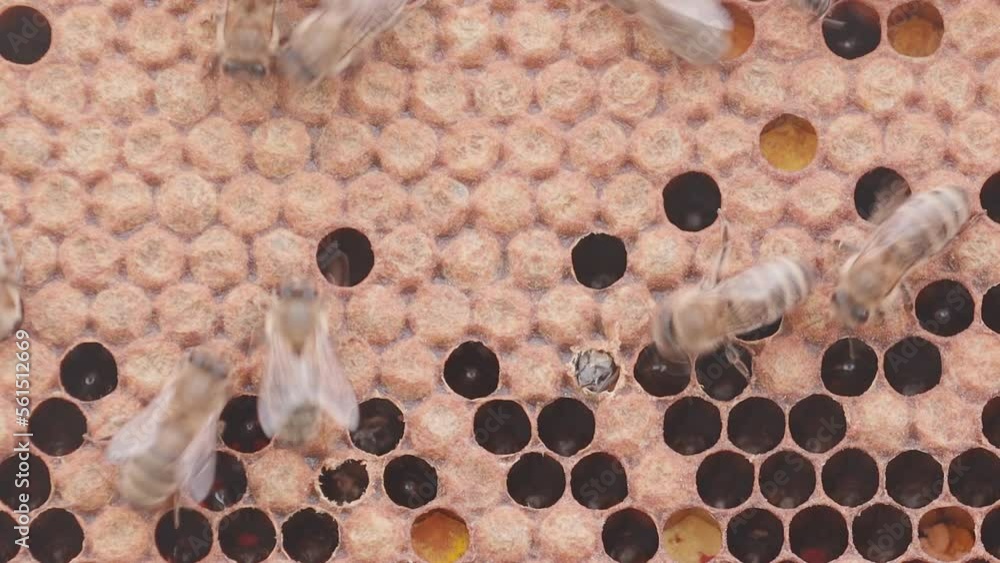 Bees working on honey cells in beehive with larvas. Close up macro ...