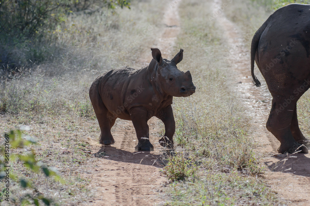 The African rhino is divided into two species, the black rhino and the ...