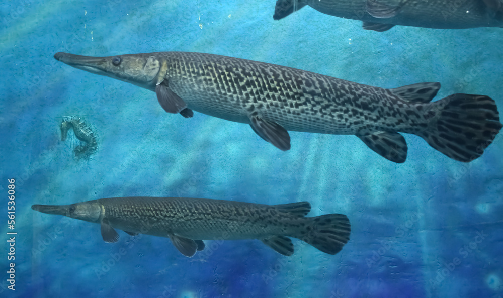 A Closeup picture of alligator gar breed of fishes in Aquarium Stock ...