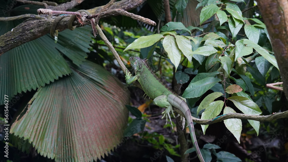Green Iguana (Iguana iguana): The green iguana is one of the most well ...