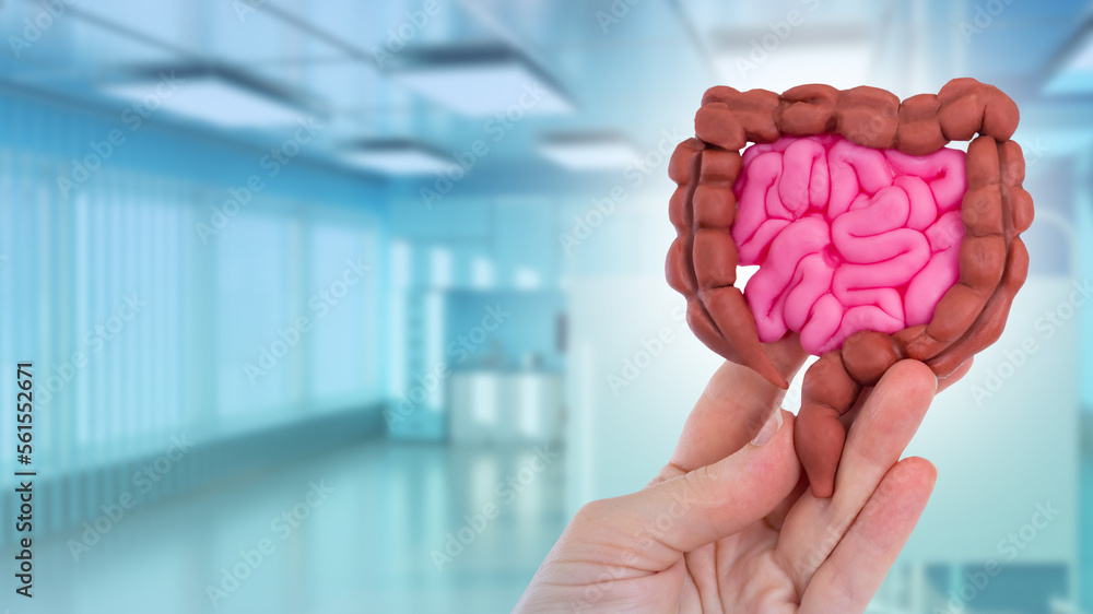 Intestine model. Intestinal tract. Miniature human intestine in hand ...