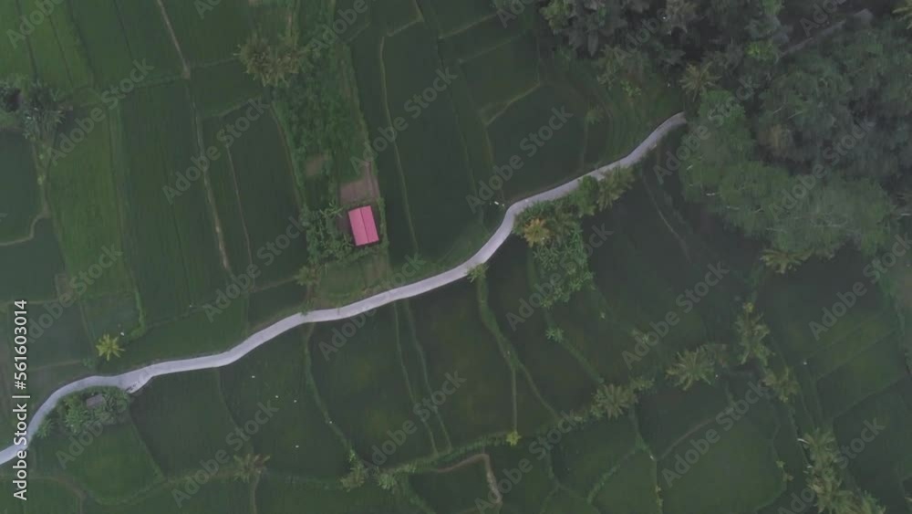 Rice fields in Southeast Asia. Aerial shot, drone footage, top view ...