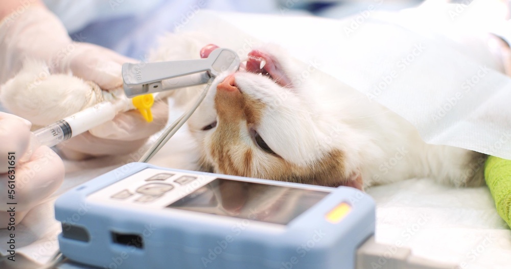 Poster Close-up on the muzzle of a cat in anesthesia for a castration ...