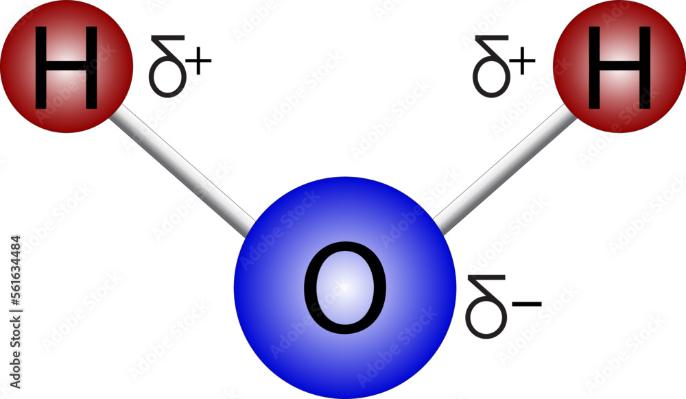 vector image of water molecule structure with charges Stock Vector ...