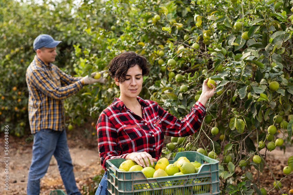 Delighted farmers collecting lemons among green leafy lemon trees in ...