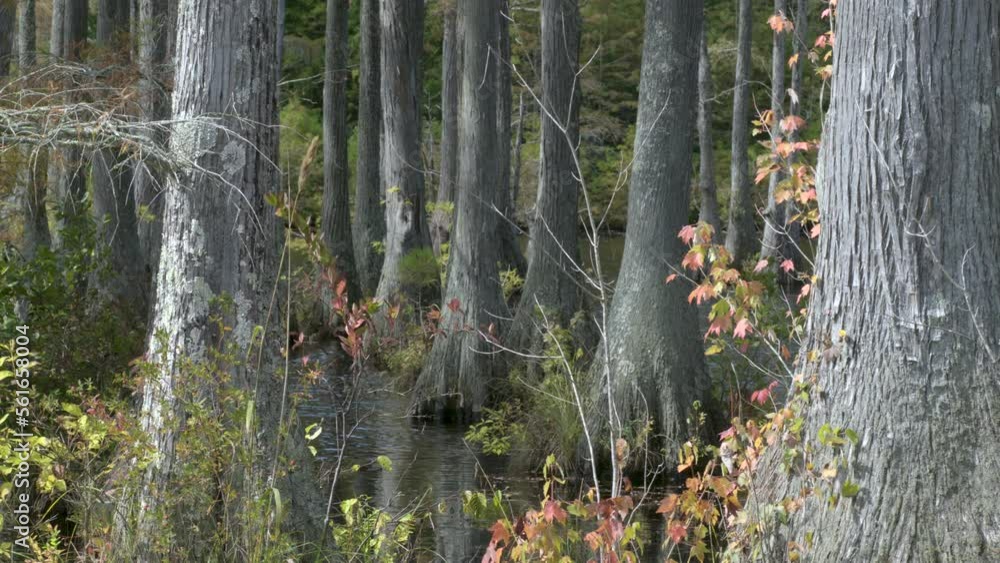 The base of a cluster of mature deciduous conifer cypress trees ...