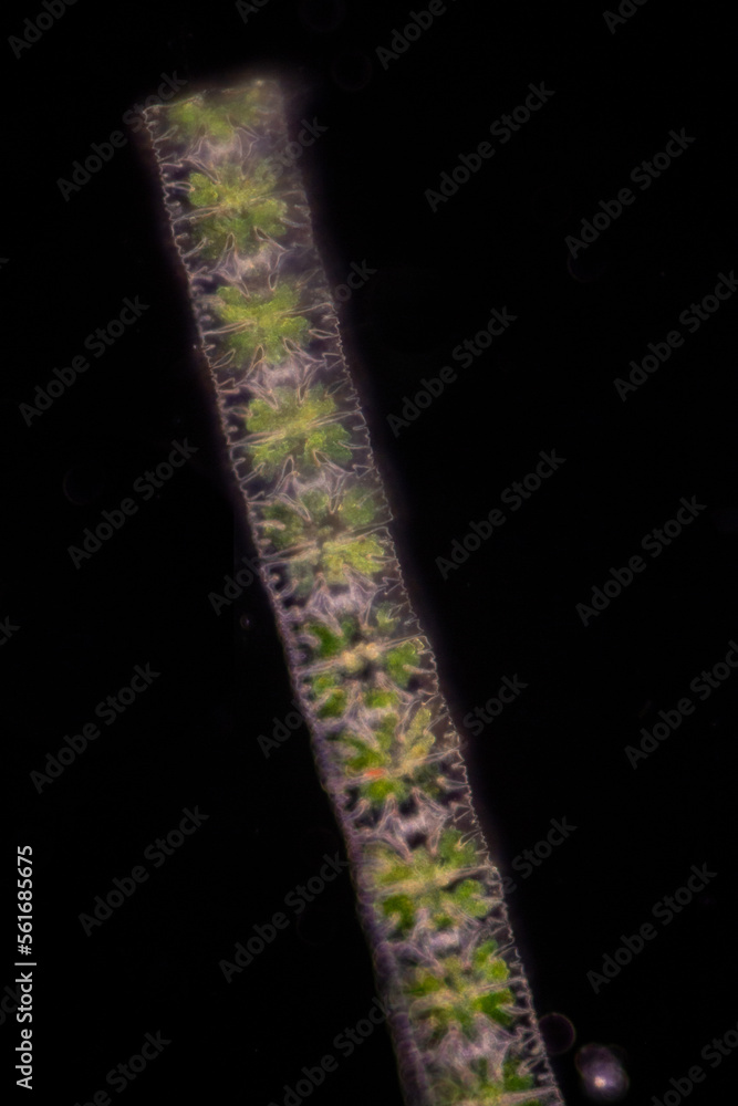 Study of protozoa and plant cells under the microscope for education ...