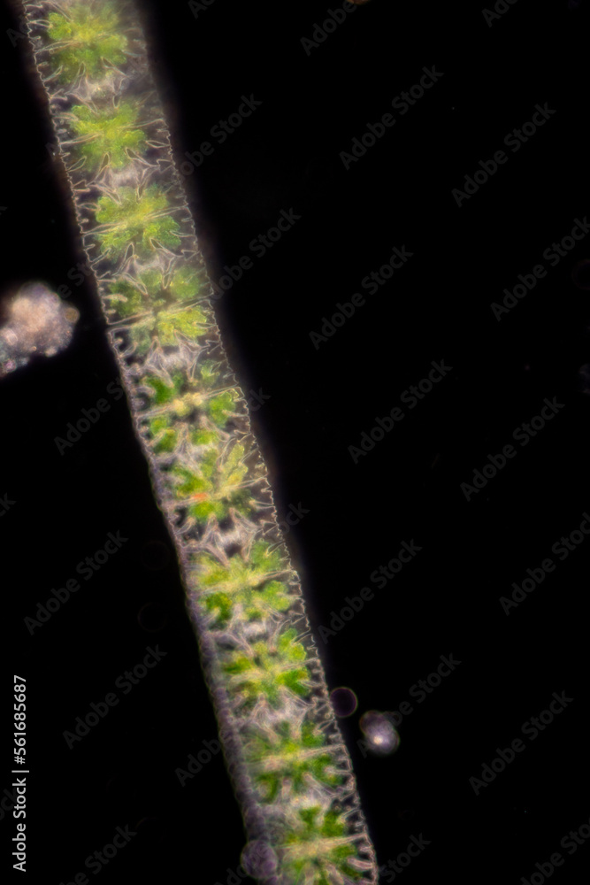 Foto de Study of protozoa and plant cells under the microscope for ...