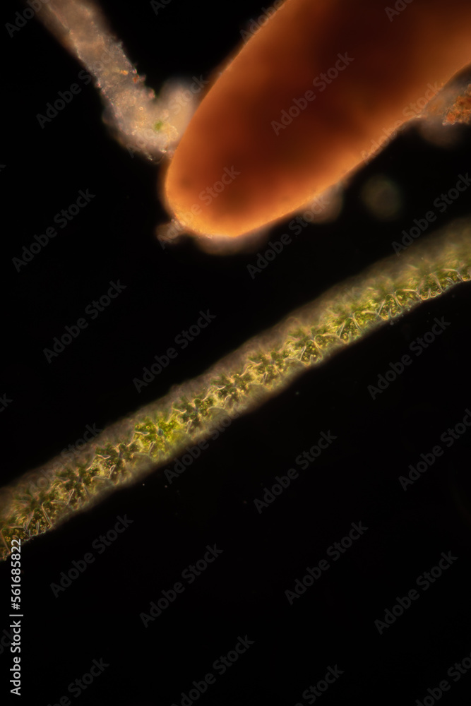 Study of protozoa and plant cells under the microscope for education ...