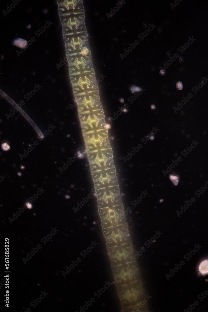 Study of protozoa and plant cells under the microscope for education ...