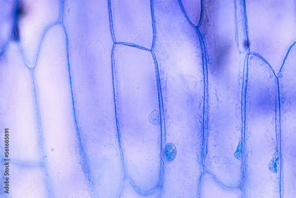 Study of protozoa and plant cells under the microscope for education ...