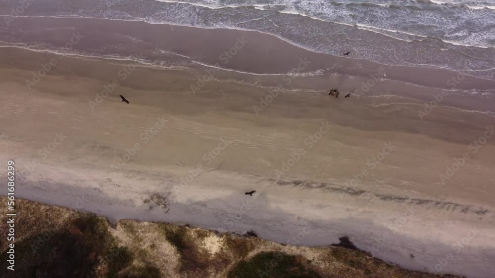 Drone top view showing flying vultures around sandy beach and dead ...