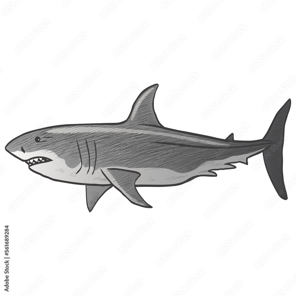 Shark Great White Drawing Vintage Illustration Art Stock Illustration ...