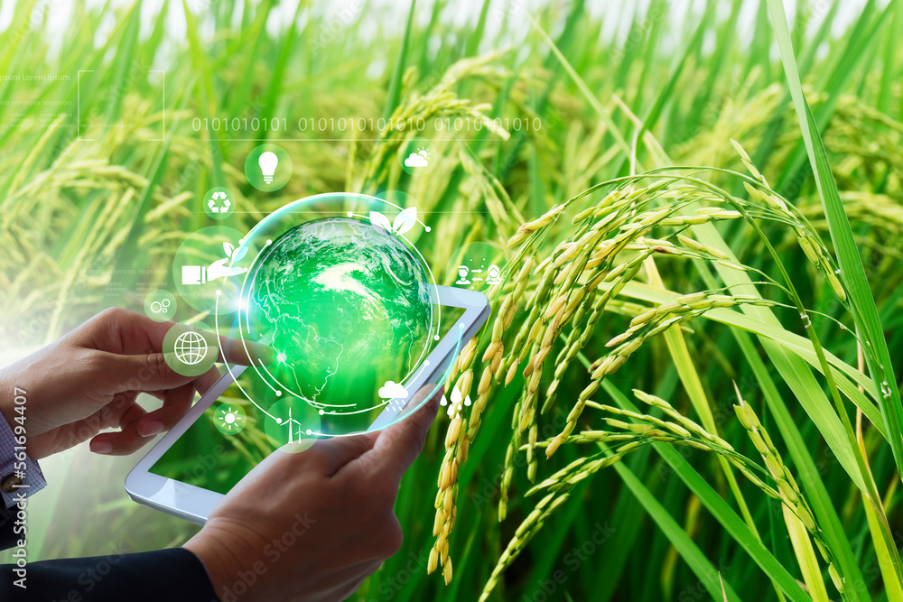 Green rice seedlings in a field planted in the morning sun and high ...