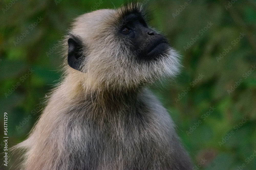 Gray langurs, aka Hanuman langurs are Old World monkeys native to the ...