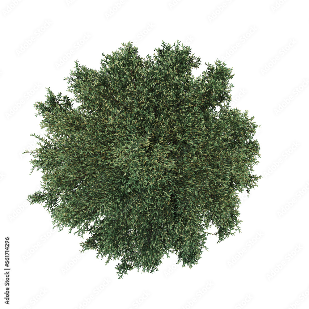 Evergreen tree top view isolated PNG transparent for architectural ...