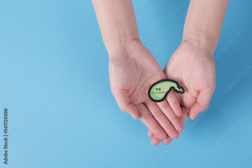 Holding a model of the gallbladder in her hands Stock Photo | Adobe Stock