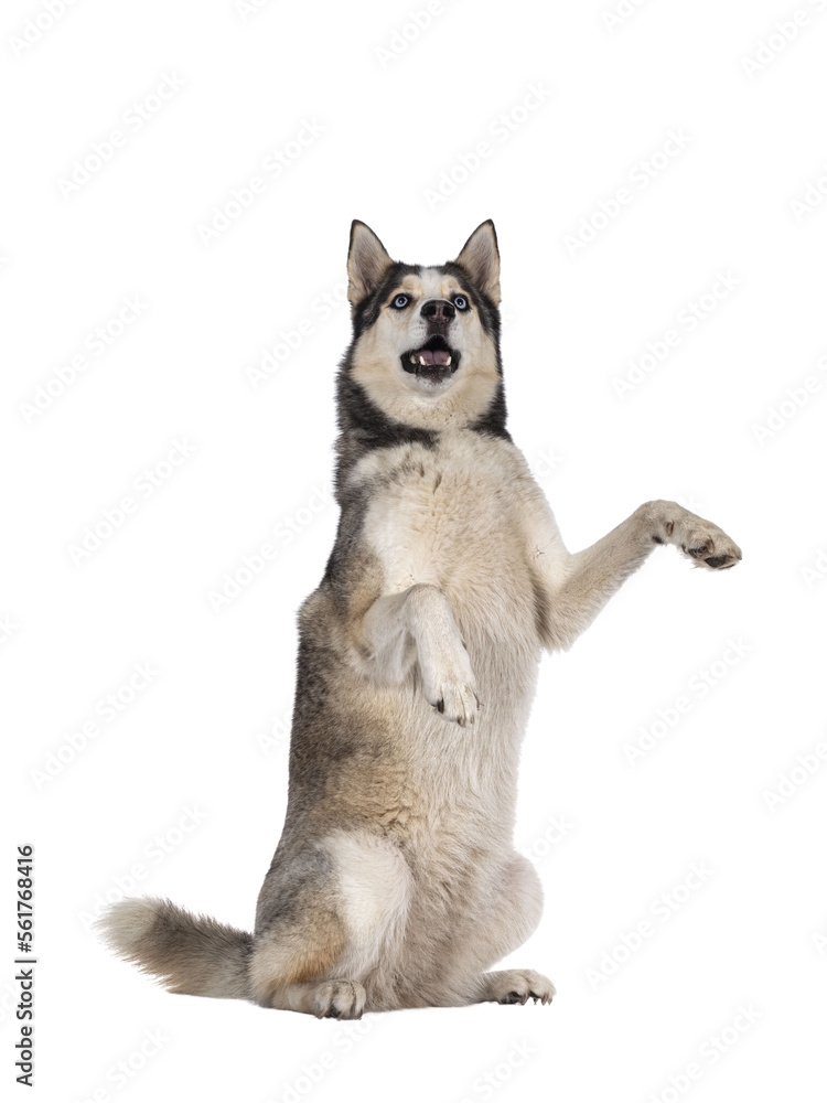 Beautiful young adult Husky dog, sitting on hind paws. Looking up with ...