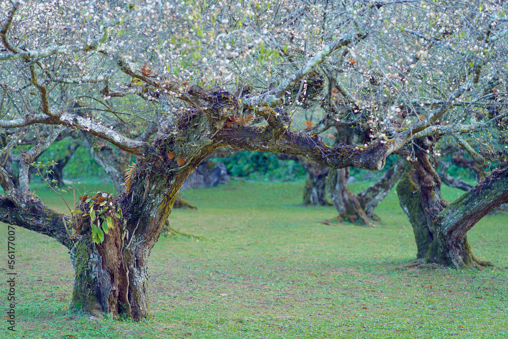 Beautiful nature of Chinese Plum Trees, Japanese apricot white blossom ...
