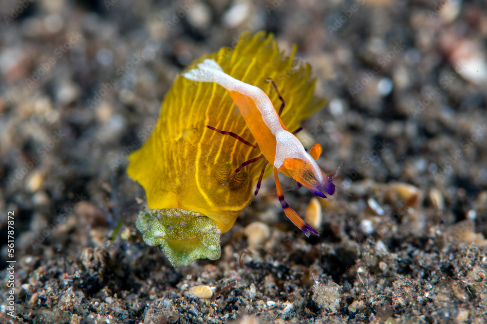Nudibranch (sea slug) - Gymnodoris sp. with an Emperor shrimp feeds on ...